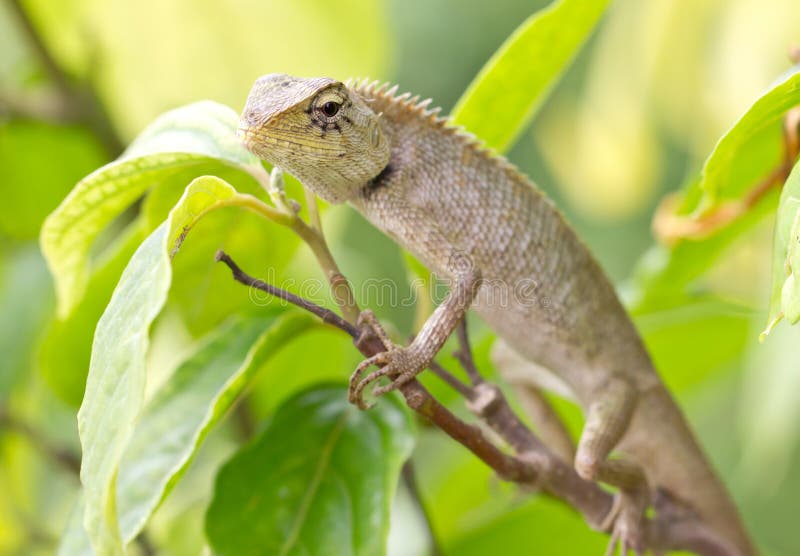 Lizard on Tree. stock image. Image of eyes, outdoor, garden - 36627785