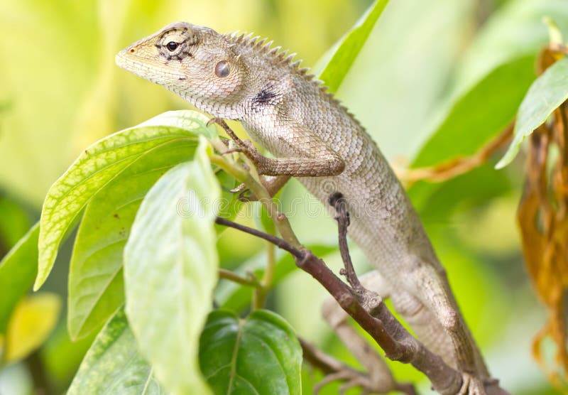 Lizard on Tree. stock image. Image of looking, major - 36628039