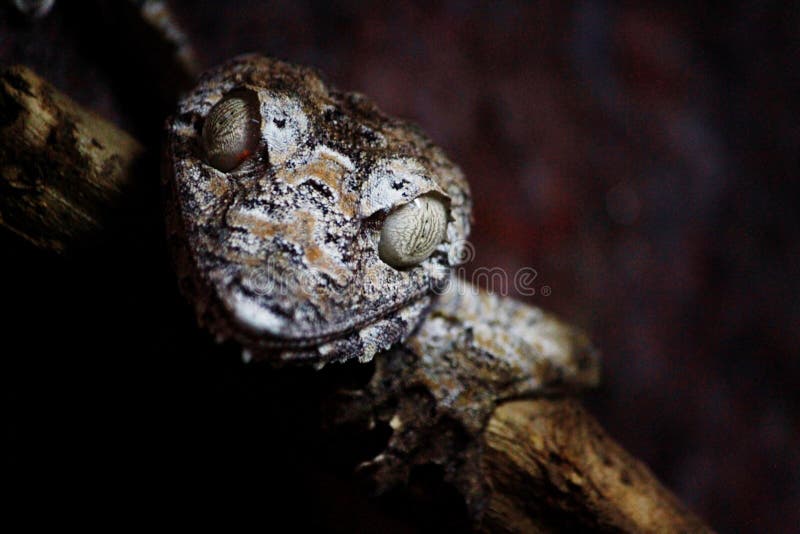 5,944 Scary Lizard Stock Photos - Free & Royalty-Free Stock Photos from ...