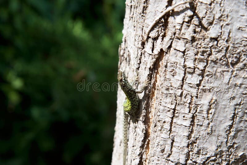 Lizard on tree 10th stock photo. Image of outdoors, summer - 106679588