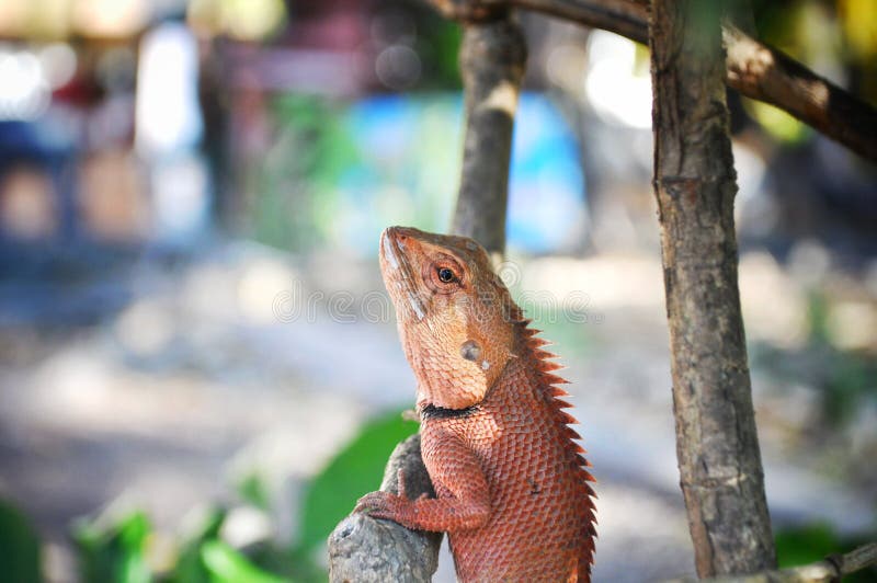 Lizard Thailand discover stock photo. Image of basilisk - 26205734
