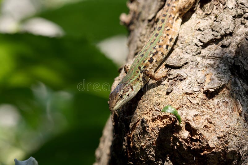 Lizard on tree trunk stock photo. Image of lizard, animal - 32520624
