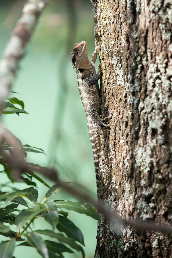 Lizard on a tree trunk stock photo. Image of brown, tree - 83092796