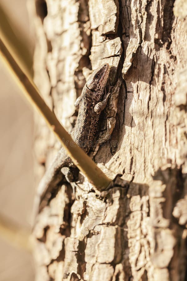 Lizard - tree trunk stock image. Image of closeup, underbrush - 90490203