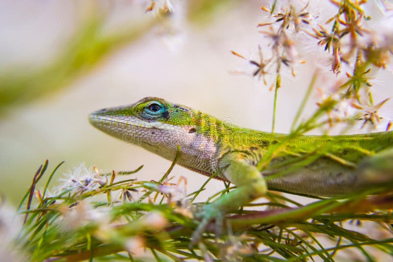 Hidden Lizard stock photo. Image of agama, crawling - 102509350