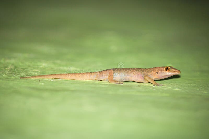 When Lizard Turns Vertical into Horizontal. Stock Photo - Image of ...
