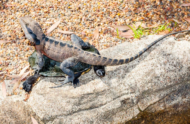 Lizard on turtle stock photo. Image of turtle, spines - 173669918