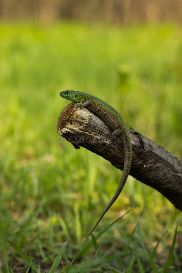 Lizard stock image. Image of animal, close, body, common - 52995697