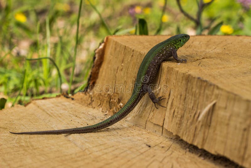 Lizard stock image. Image of small, juvenile, coldblooded - 53013631