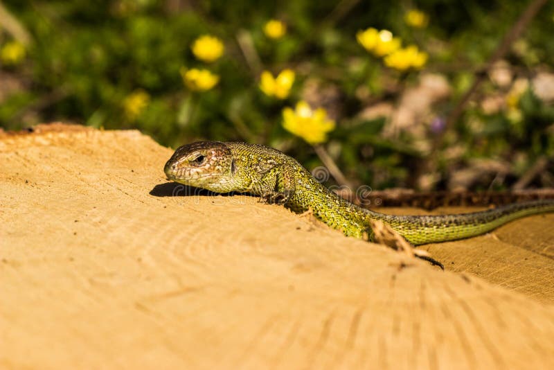 Lizard stock image. Image of close, nature, coldblooded - 53016019