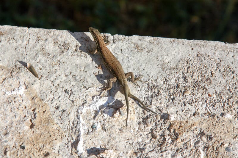 Lizard with two tails stock image. Image of green, zoology - 95258785