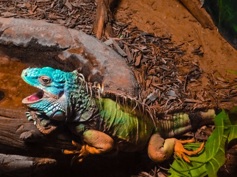 Lizard, the Desert Abu Dhabi Stock Photo - Image of united, states ...