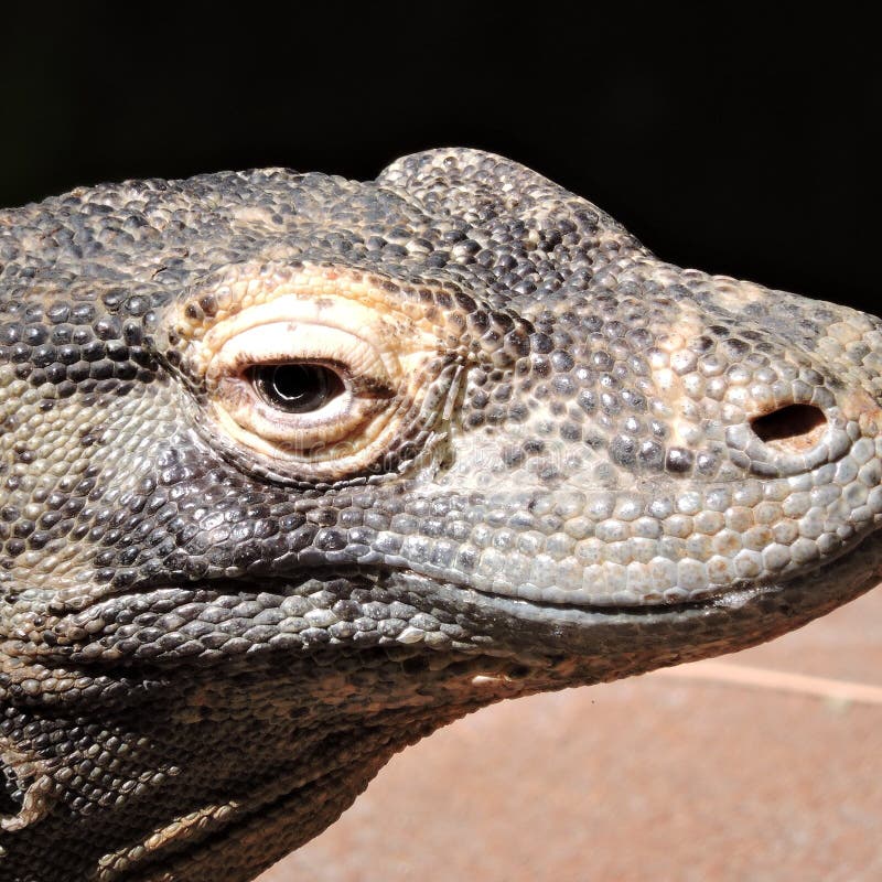 Lizard stock photo. Image of face, lizards, close, lizard - 115834712