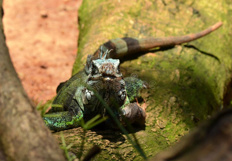Lizard View stock image. Image of green, tree, looking - 67271401