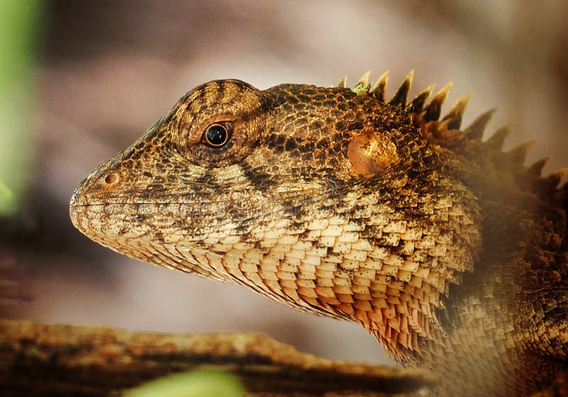 Lizard Walking The Bark On Blur Background Stock Image - Image of ...