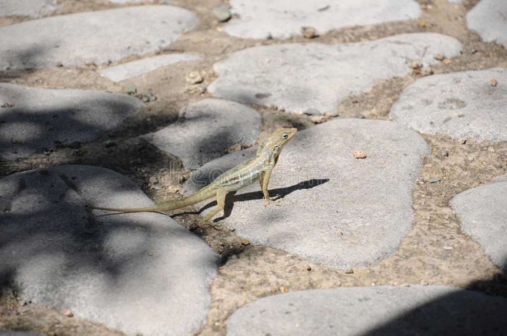 A Lizard is Walking on a Stone Path Stock Image - Image of creature ...