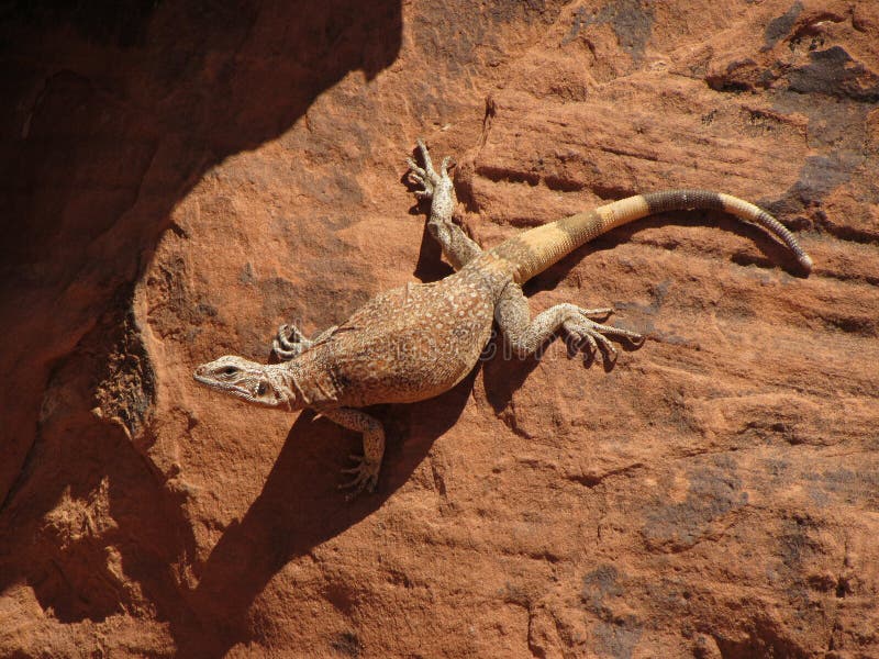 Lizard Walking on a Vertical Wall Stock Photo - Image of snake, reptile ...