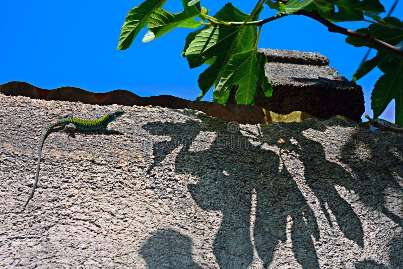 The lizard on the wall stock photo. Image of reptile - 123341430
