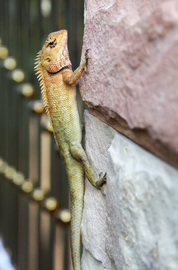 Lizard on the wall stock image. Image of head, gecko - 29207471