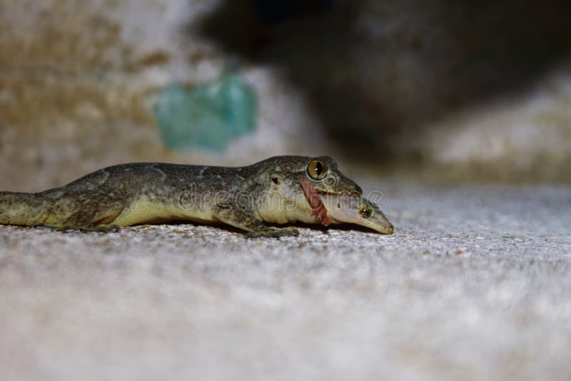Lizard on the Wall Eating Small Lizard Stock Photo - Image of snake ...