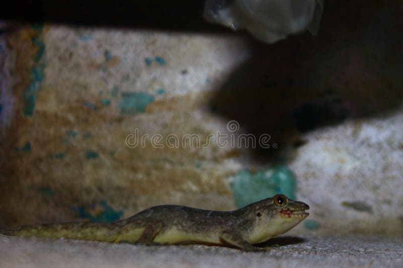 Lizard on the Wall Eating Small Lizard Stock Photo - Image of amphibian ...