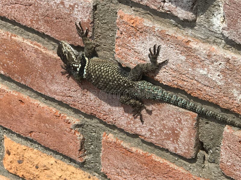 Lizard on the Wall stock image. Image of brick, wall - 114442423