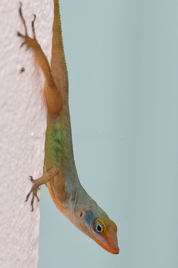 Lizard on a wall stock photo. Image of exotic, focus - 128480406