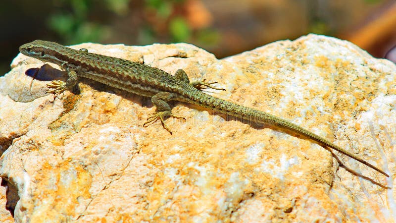 Lizard warming on a rock stock photo. Image of skin, viridis - 32517404