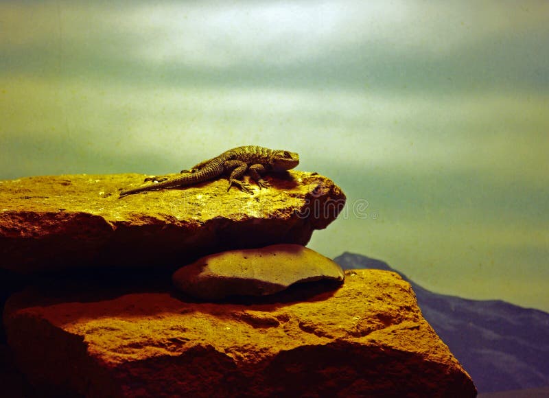 Lizard Warming on the Rocks Stock Photo - Image of desert, scales: 84622580