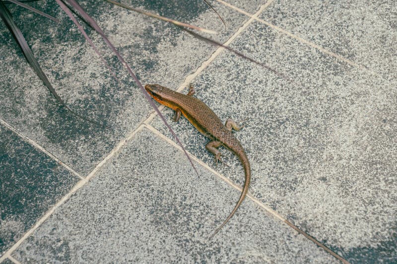 A Lizard Was Seen on the Terrace of the House. Stock Image - Image of ...