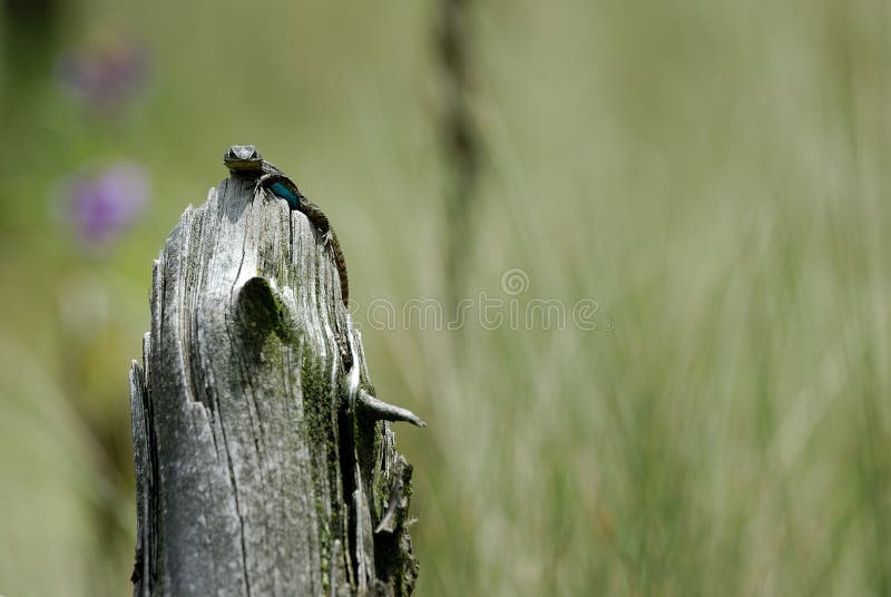 Lizard Watching the Intruder. Mexico Stock Image - Image of watching ...