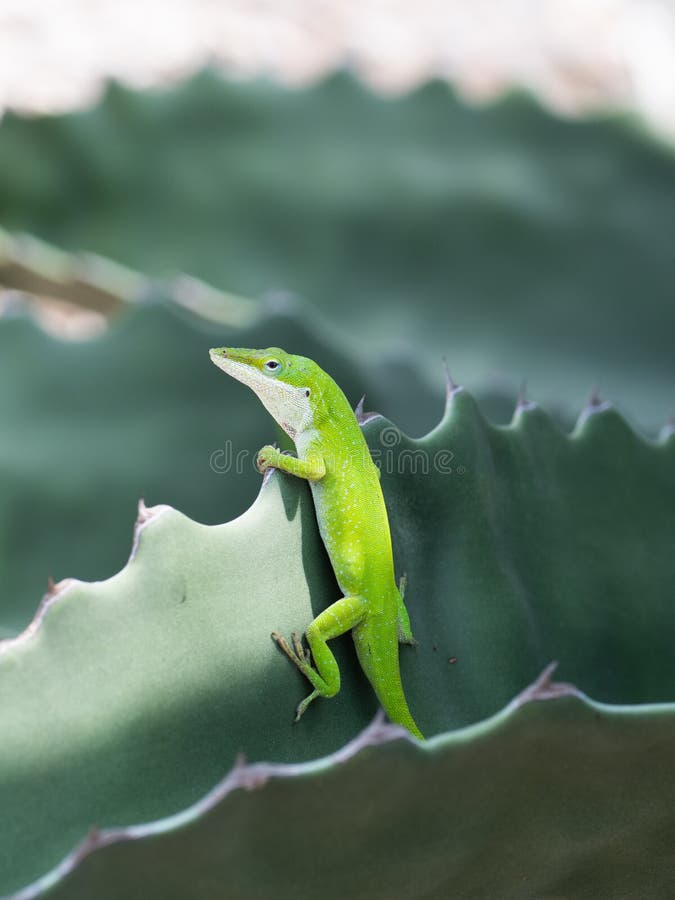 A Lizard Watching Its Environment Stock Image - Image of watching ...