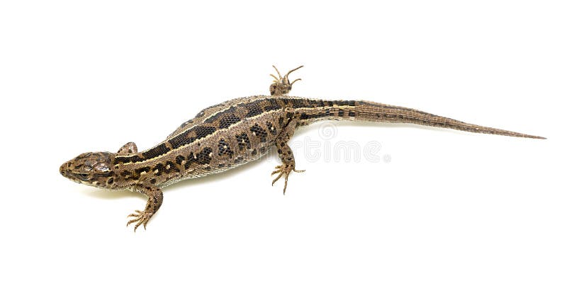 Lizard on white background stock photo. Image of horizontal - 24986856