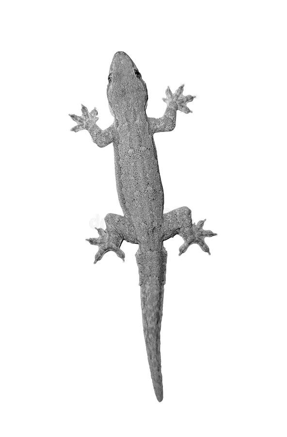 A Lizard on a White Background Stock Image - Image of fauna, colorful ...