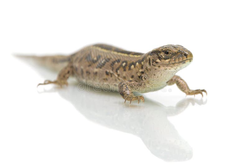 Lizard on white background stock photo. Image of horizontal - 24986856