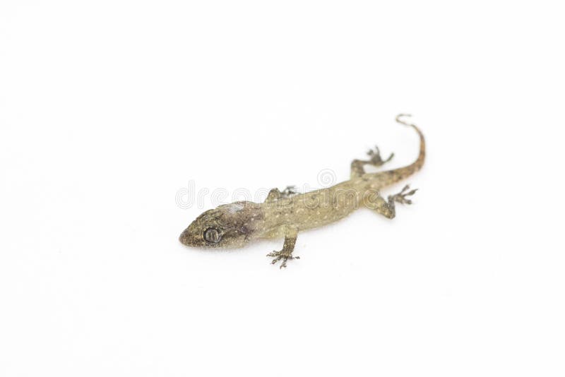 Lizard on White Background with Copy Space Stock Image - Image of ...