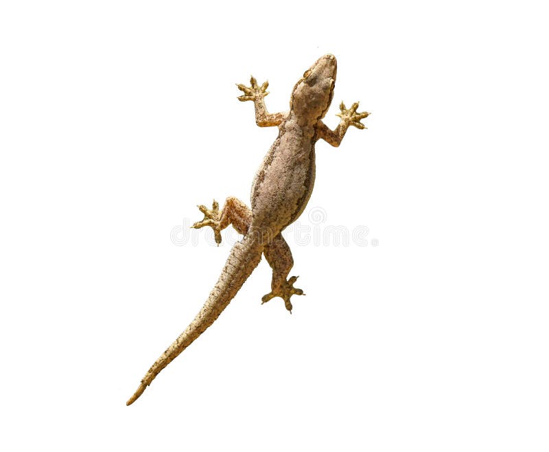 A Lizard on a White Background Stock Image - Image of fauna, colorful ...