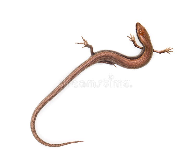 Lizard on a White Background Stock Image - Image of organism, color ...