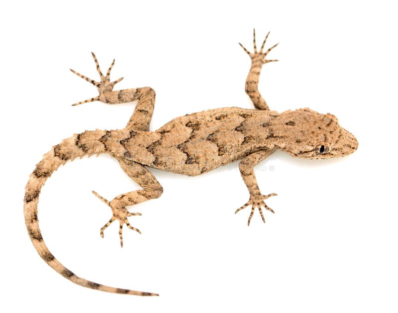 Lizard on a White Background. Macro Stock Photo - Image of lizard ...
