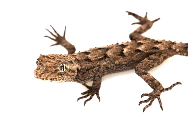 Lizard on a White Background. Macro Stock Photo - Image of ears ...