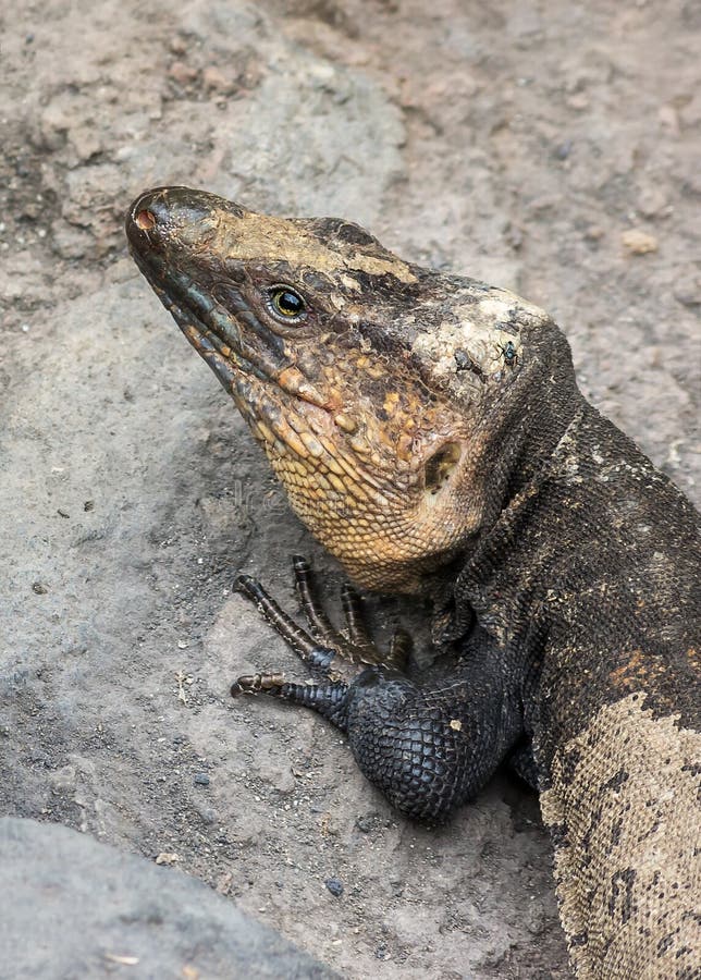 Lizard. stock photo. Image of portrait, gran, reptiles - 66367400