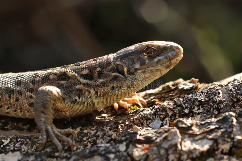 Lizard in the Wild on Stump among Old Leaves and Branches. Stock Photo ...