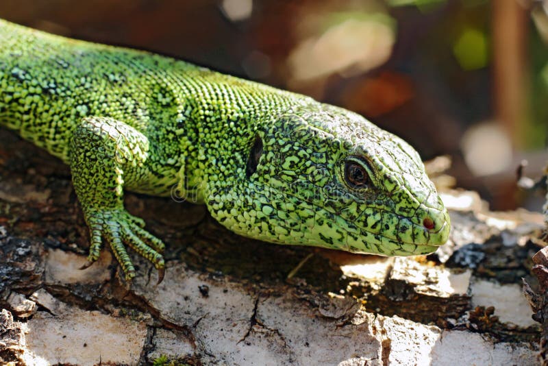 Lizard in the Wild on Stump among Old Leaves and Branches. Stock Photo ...