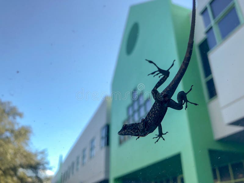 Lizard on the Window of Car Stock Photo - Image of building, outline ...