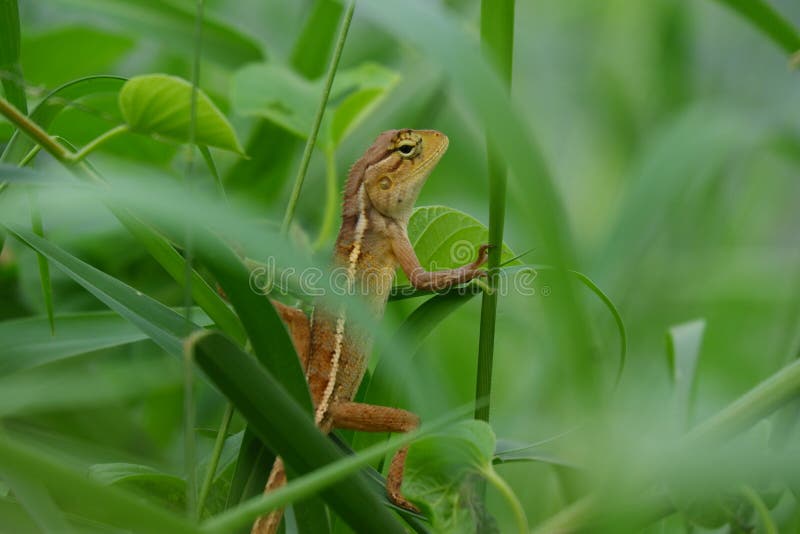 Lizard Witing Prey in the Bush Stock Photo - Image of llizard, grass ...