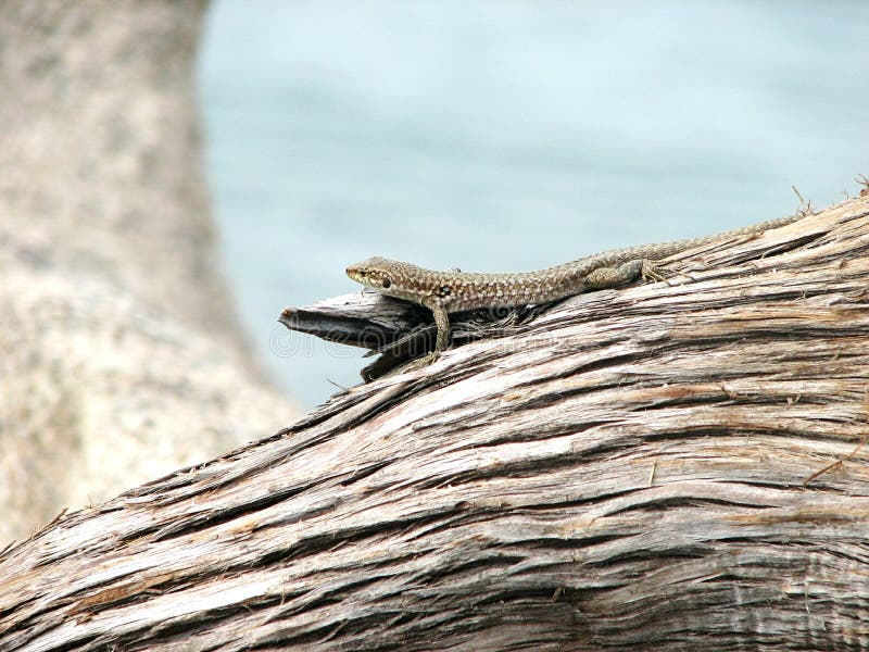 Lizard stock photo. Image of wood, lizard, nature, animal - 69589860