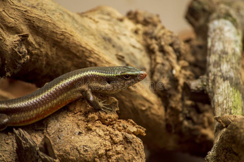 A Lizard on a Wood Forming a Beautiful Background Stock Photo - Image ...