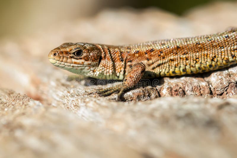 Lizard - wood stock photo. Image of posts, sunbathing - 61908398