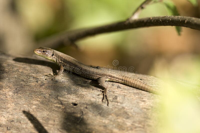 Lizard by Wound Springtime on Stem Tree Stock Illustration ...