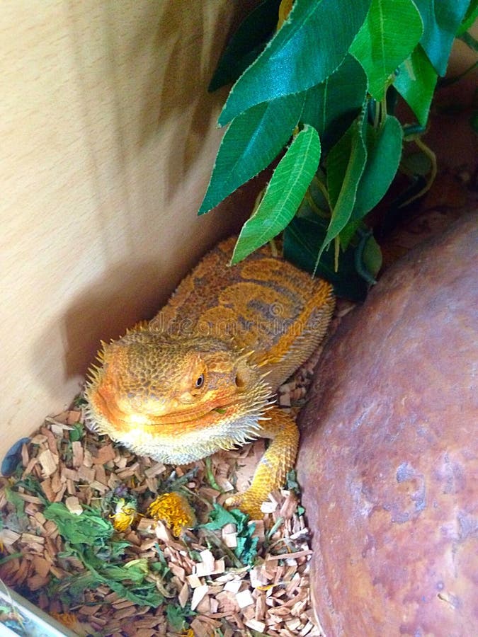 Lizard stock photo. Image of tank, lizard, chilling, blue - 53913806